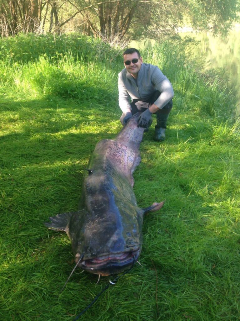 Wahnsinns-Welse: Die 19 größten Welse - ein Detail fällt Anglern sofort ...