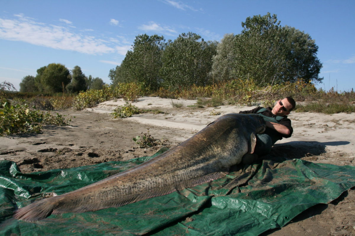 Wahnsinns-Welse: Die 19 größten Welse - ein Detail fällt Anglern sofort ...