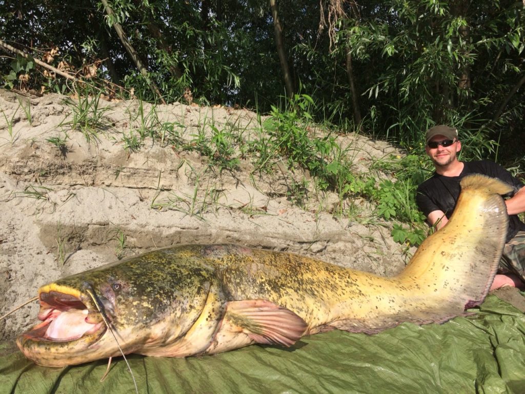 Wahnsinns-Welse: Die 19 größten Welse - ein Detail fällt Anglern sofort ...