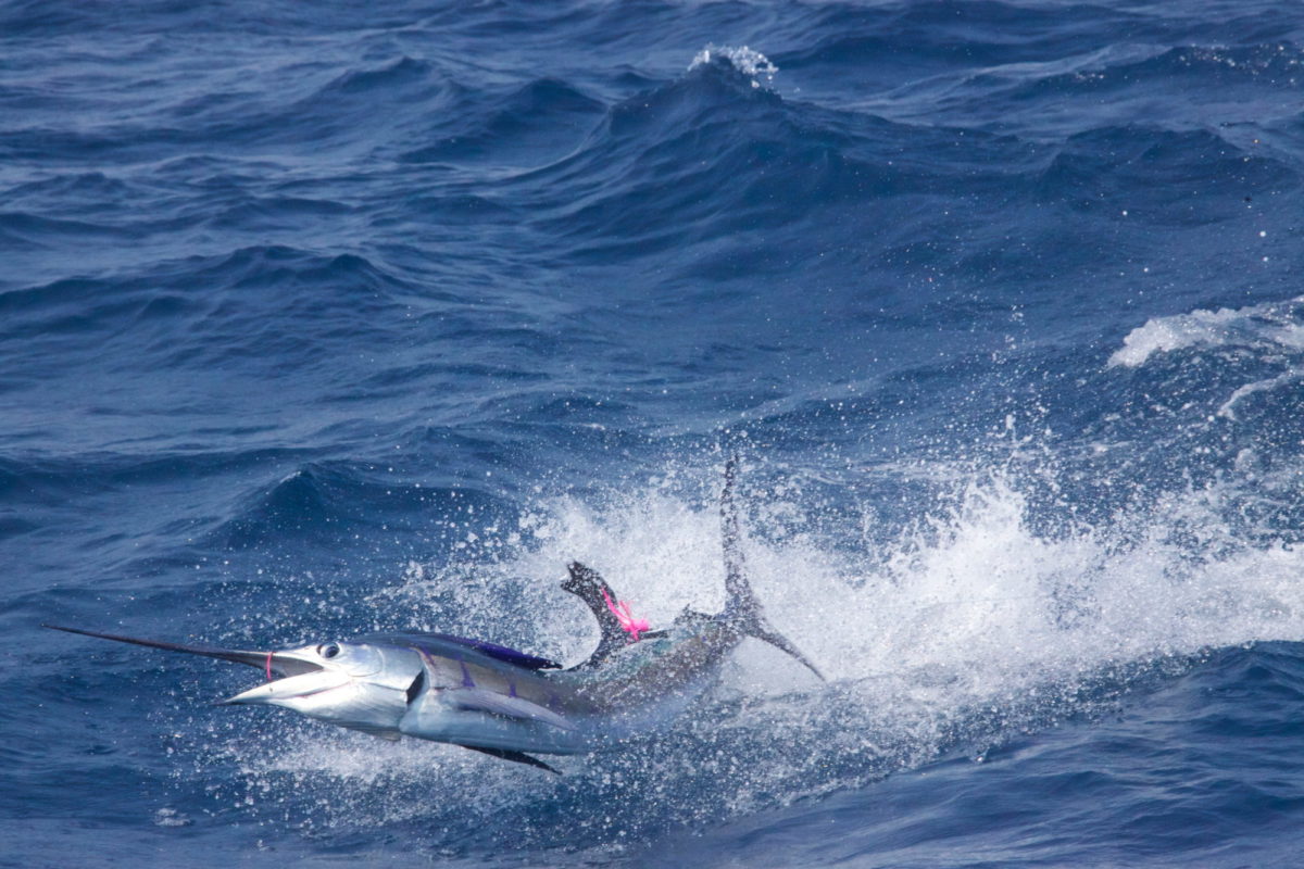 Highspeed unter Wasser: Die 5 schnellsten Fische des Planeten - BLINKER