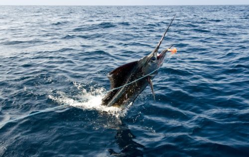 Highspeed unter Wasser: Die 5 schnellsten Fische des Planeten - BLINKER