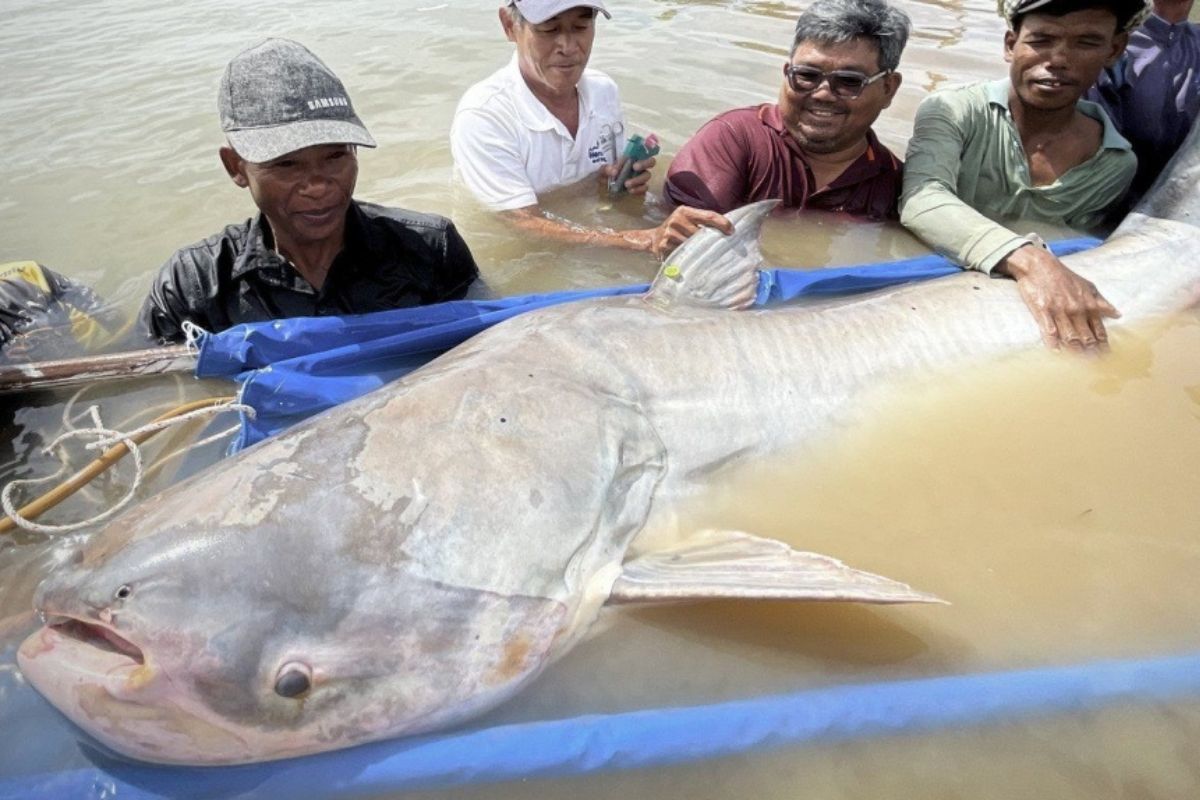 Gigantisch: Mekong-Riesenwelse in Kambodscha gefangen! - BLINKER