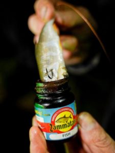 Im Fluss gezielt auf Quappe angeln: Ansitz auf Süßwasser-Dorsche