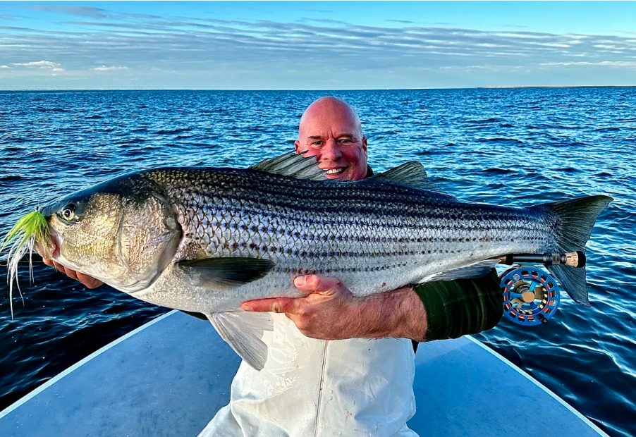 Striper-Weltrekord auf Fliege - BLINKER
