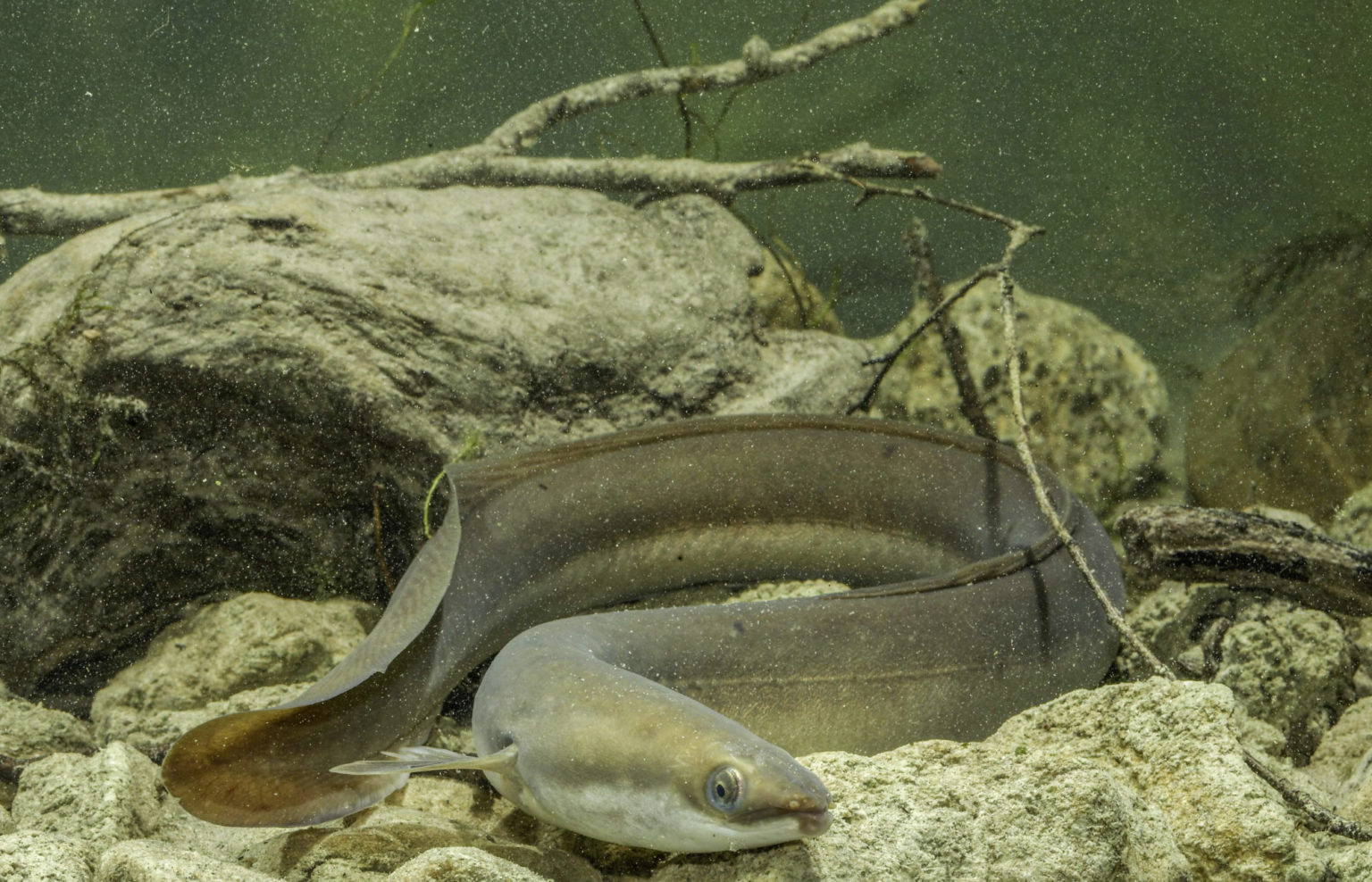 Wels-Angriff: Wer beißt denn da? Bissige Fische im Süßwasser - BLINKER