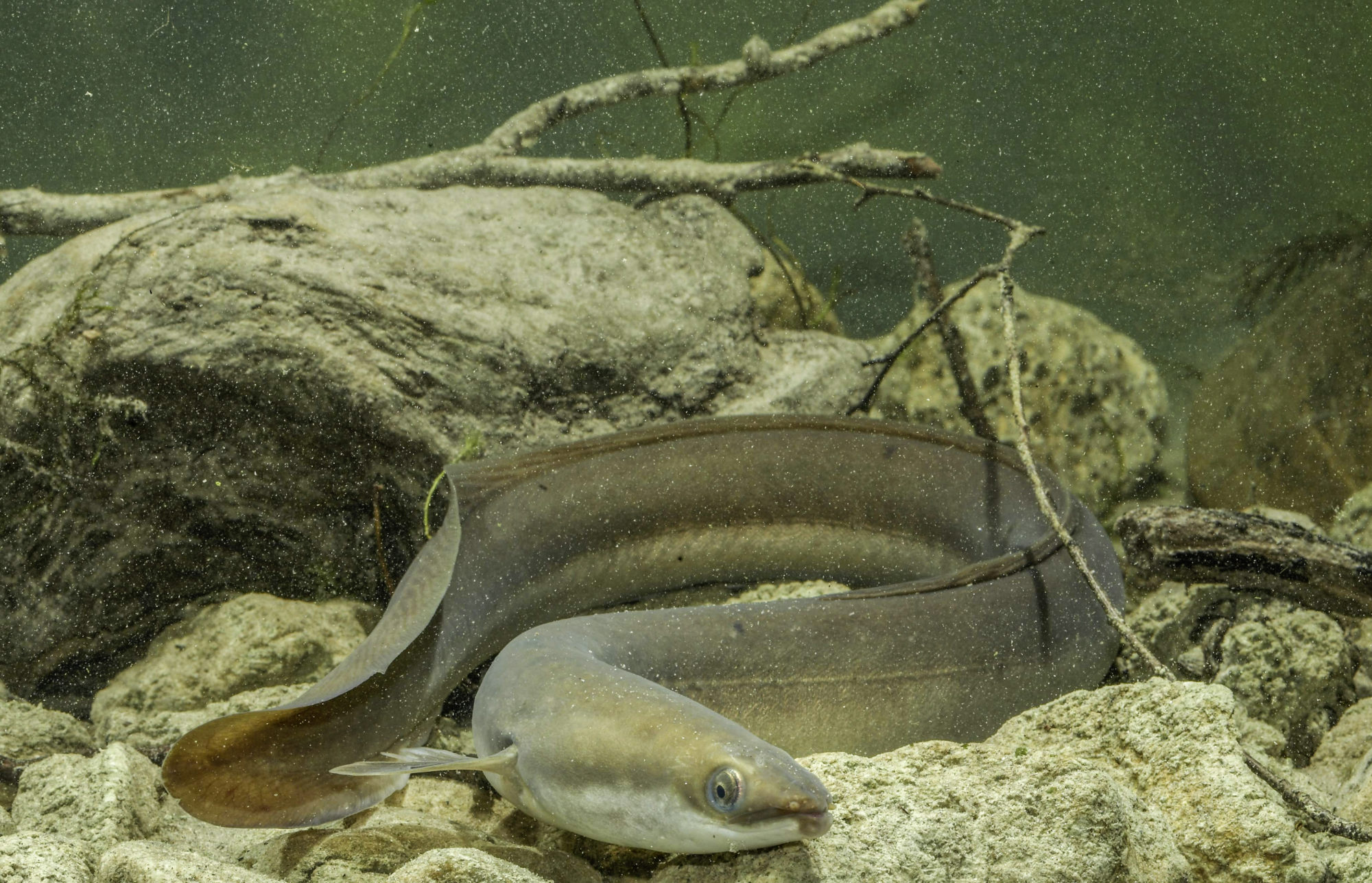 Wels-Angriff: Wer beißt denn da? Bissige Fische im Süßwasser - BLINKER
