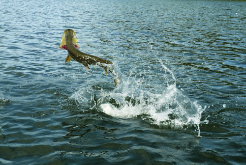 Wels-Angriff: Wer beißt denn da? Bissige Fische im Süßwasser - BLINKER