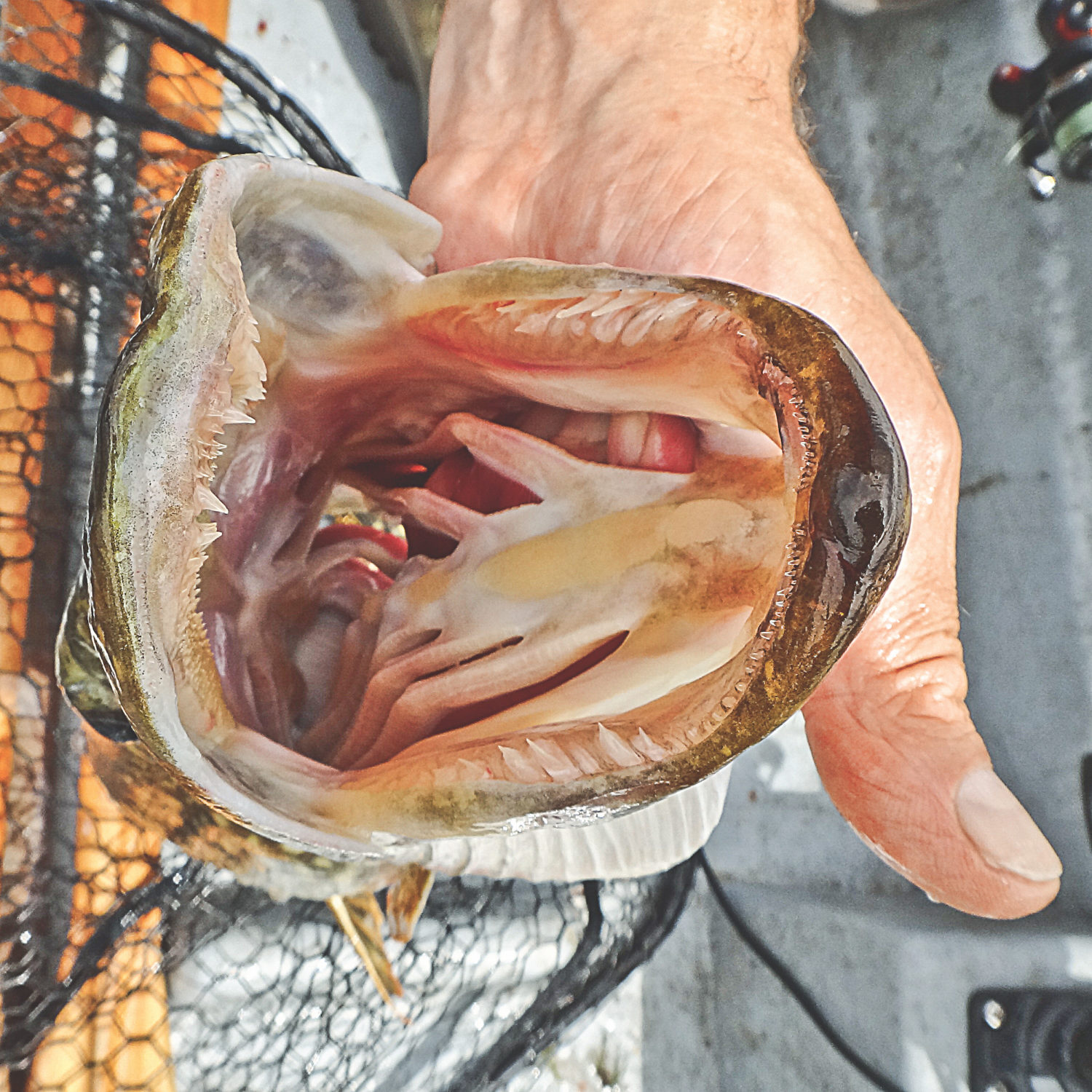Wels-Angriff: Wer beißt denn da? Bissige Fische im Süßwasser - BLINKER