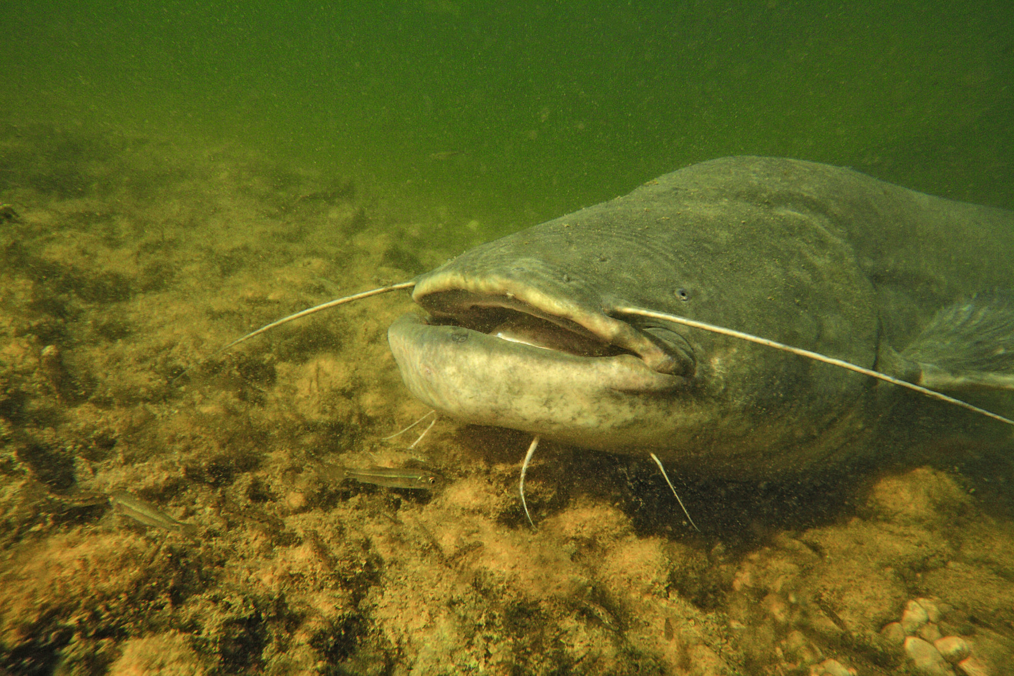 10 Fragen & Antworten zum Wels: Europas größter Süßwasserfisch im ...