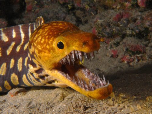 Wels-Angriff: Wer beißt denn da? Bissige Fische im Süßwasser - BLINKER