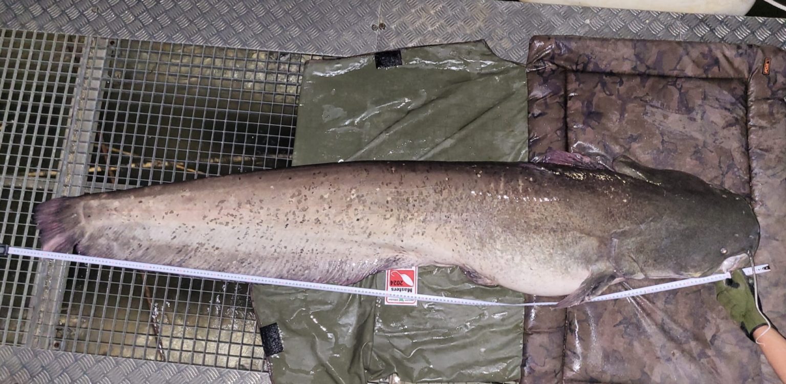 Wie schwer ist ein Wels? Das Gewicht lässt sich errechnen! - BLINKER