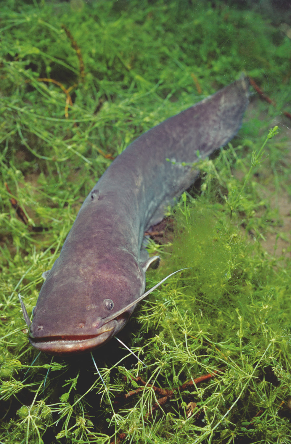 Wels-Angriff: Wer beißt denn da? Bissige Fische im Süßwasser - BLINKER