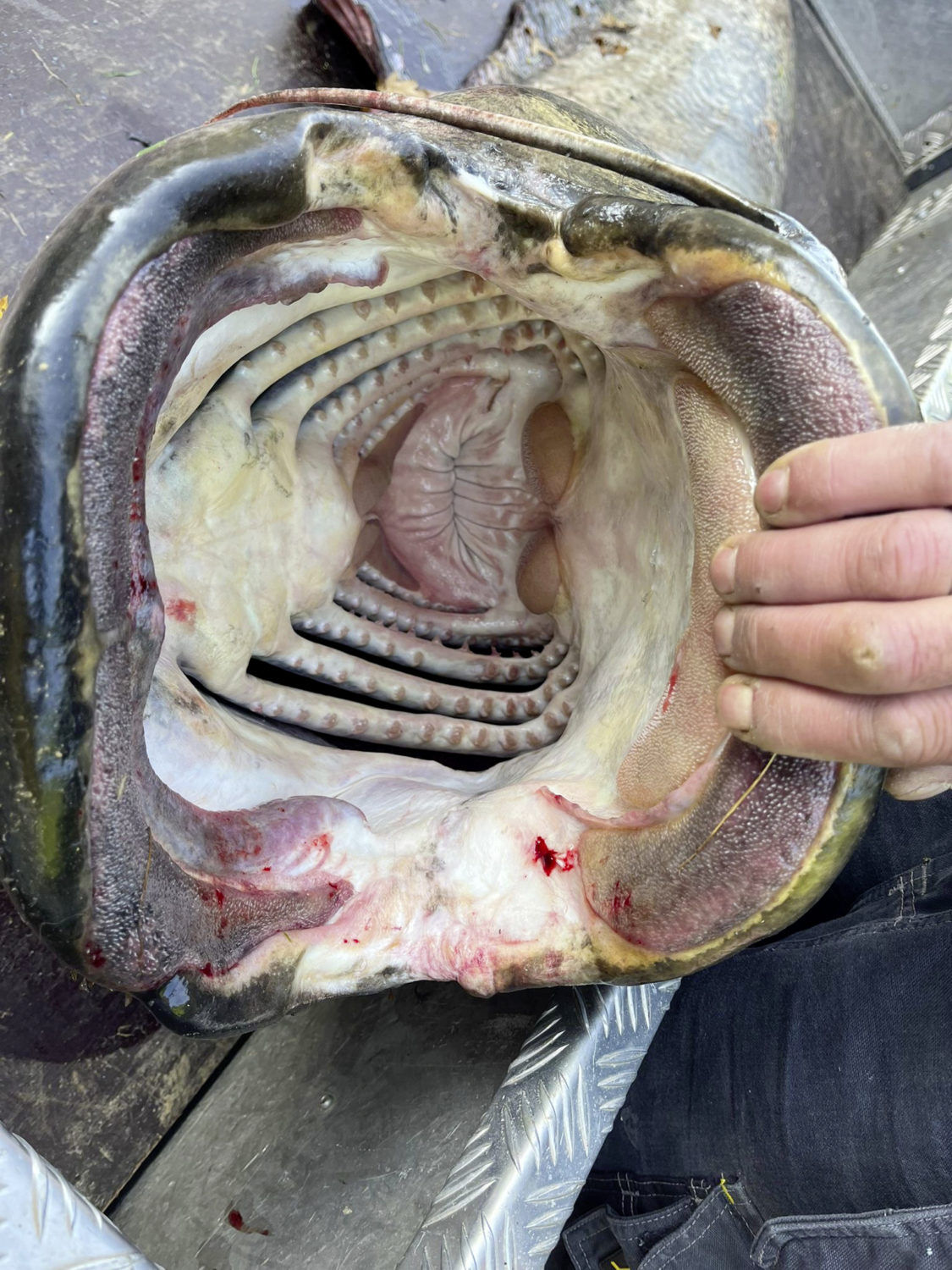 Wels-Angriff: Wer beißt denn da? Bissige Fische im Süßwasser - BLINKER