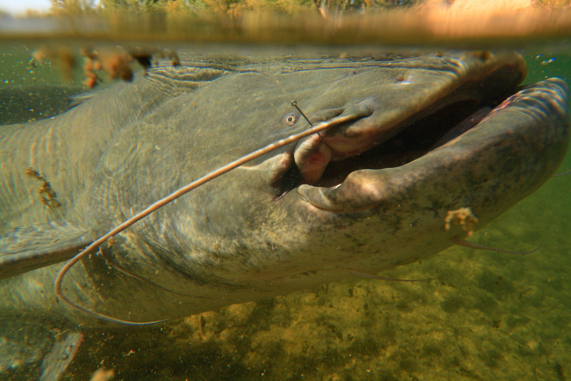 10 Fragen & Antworten zum Wels: Europas größter Süßwasserfisch im ...