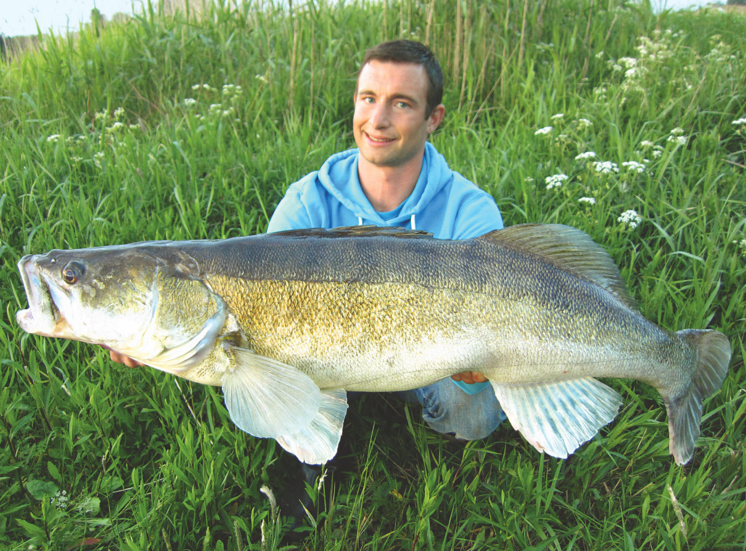 Wels-Angriff: Wer beißt denn da? Bissige Fische im Süßwasser - BLINKER