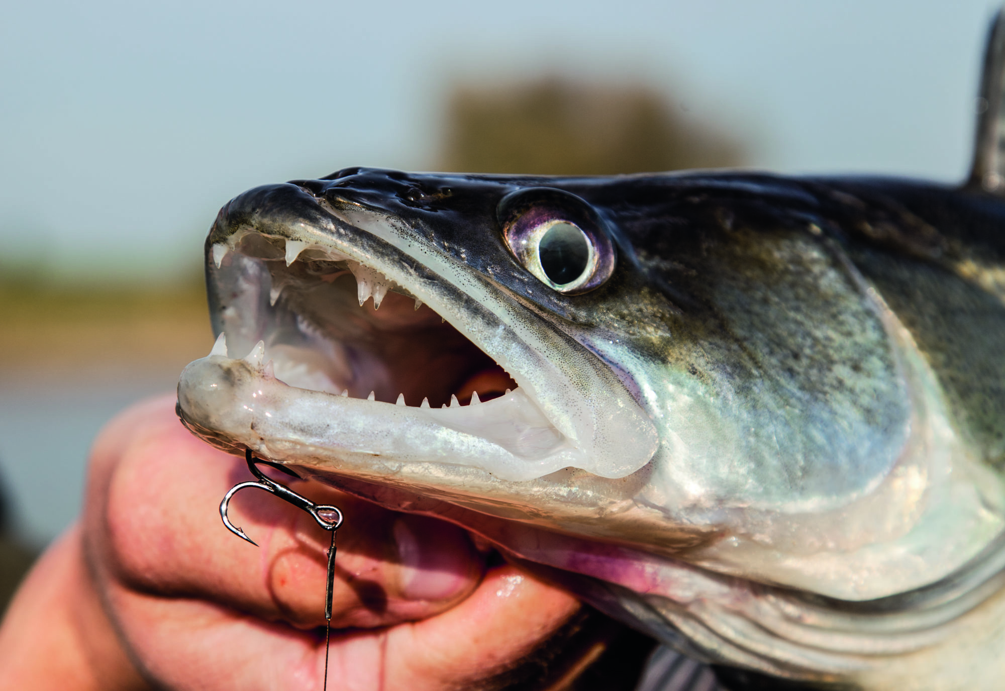 Wels-Angriff: Wer beißt denn da? Bissige Fische im Süßwasser - BLINKER