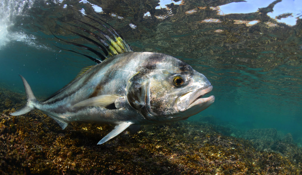 Weltrekord Roosterfish mit der Fliegenrute! - BLINKER