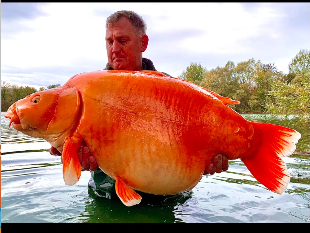 Nala ray naked pictures booking and checking was a breeze