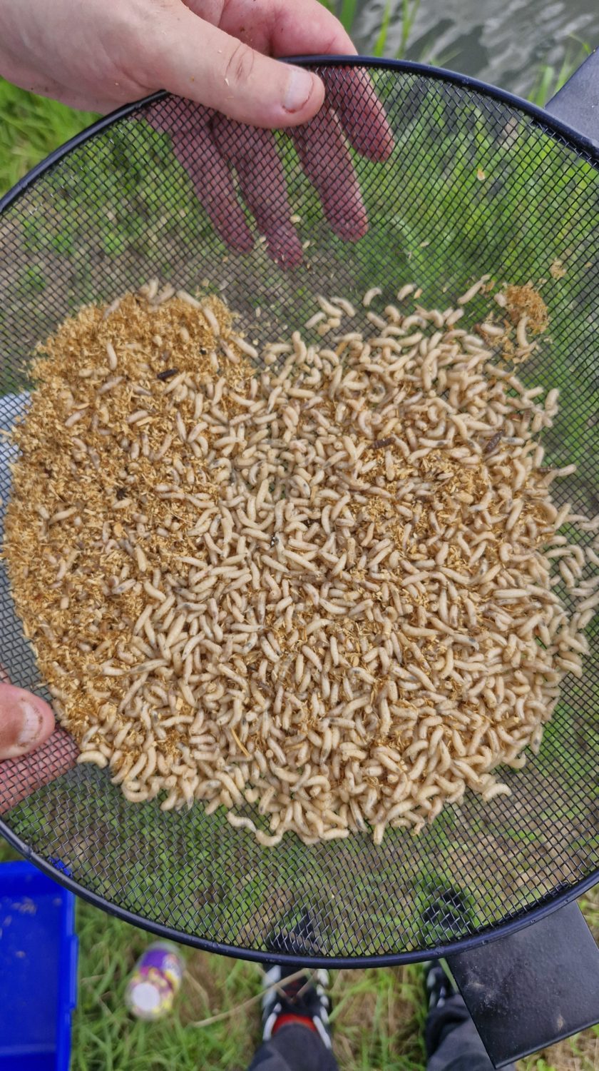 Wie Lange Leben Maden