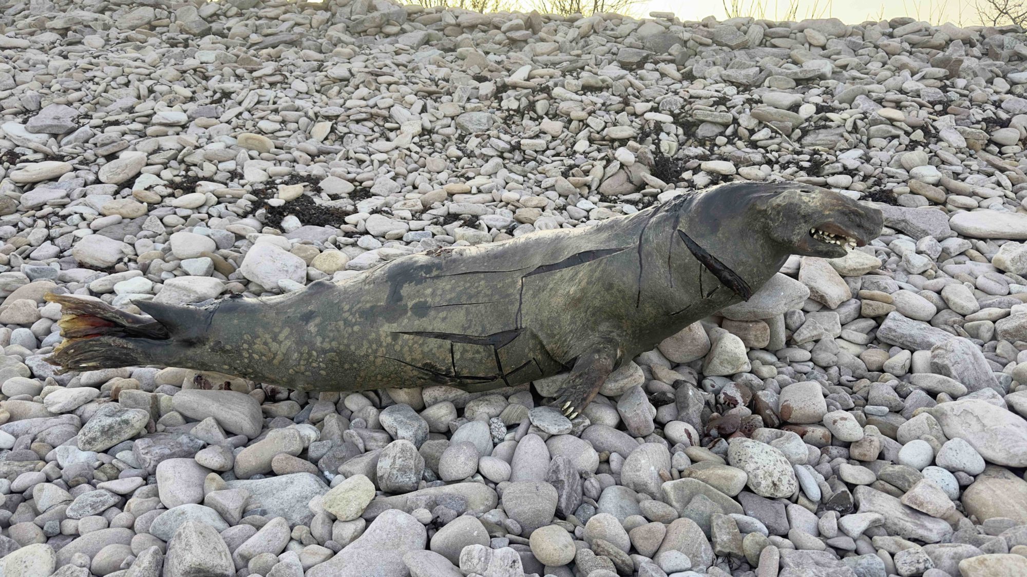 Bornholm: Angler findet mumifizierte Robbe - BLINKER