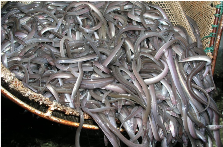 Höchster Einsatz für den Aal - Millionen an Jungaalen ausgesetzt - BLINKER