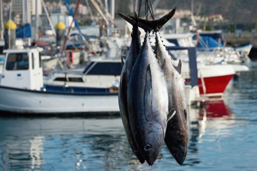 Fischfakten Thunfisch: Größe, Gewicht, Alter und Co. - BLINKER