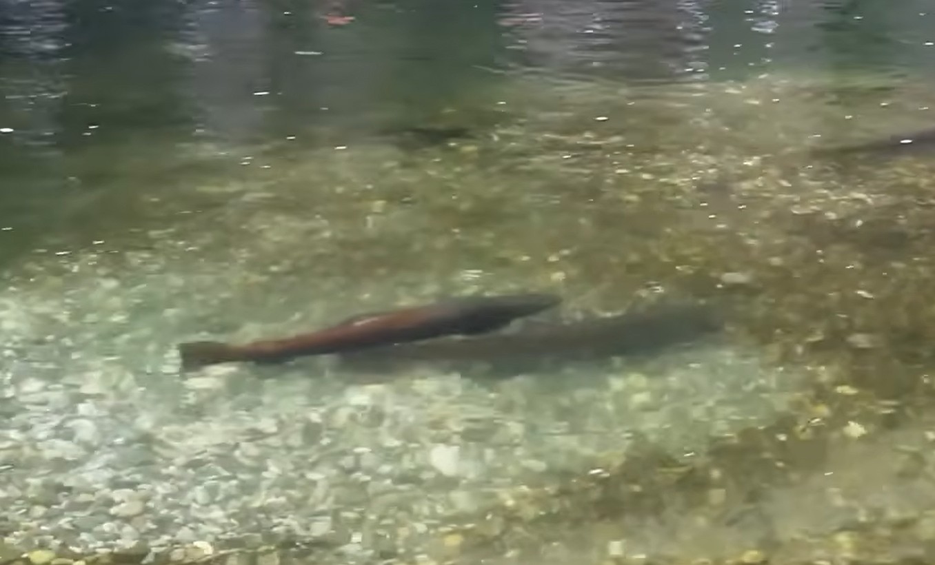 Huchenfranz für die Mur: ,,Fluss frei für den Huchen & Co"! - BLINKER