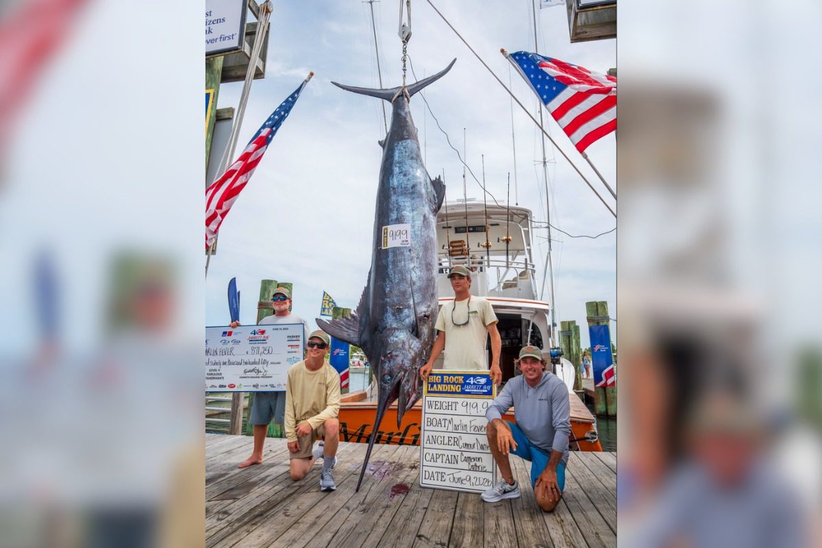 Über 900 Pfund schwer: Blauer Marlin bringt Rekordsumme - BLINKER