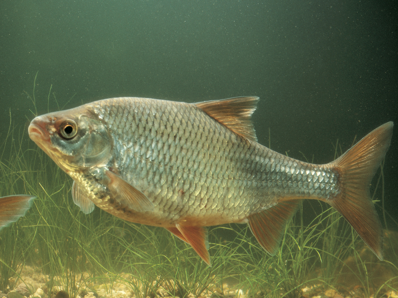 Steckbrief Rotauge - BLINKER