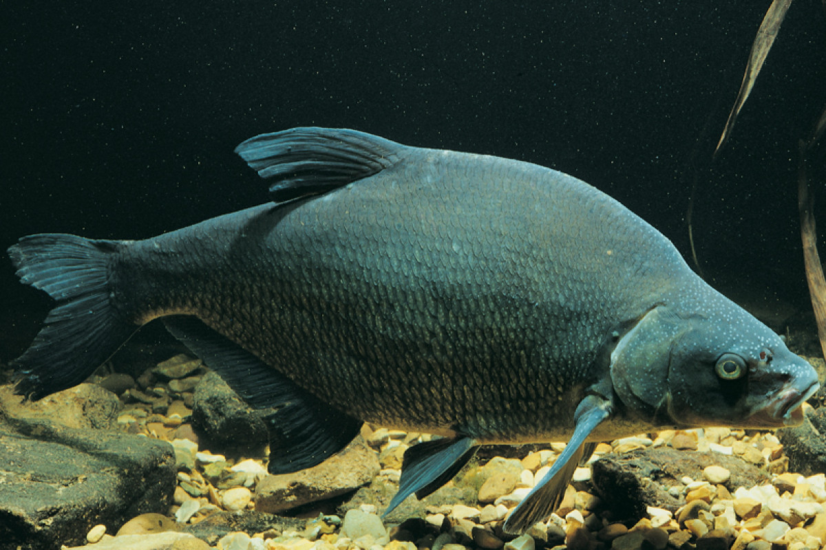 Steckbrief Brassen - BLINKER