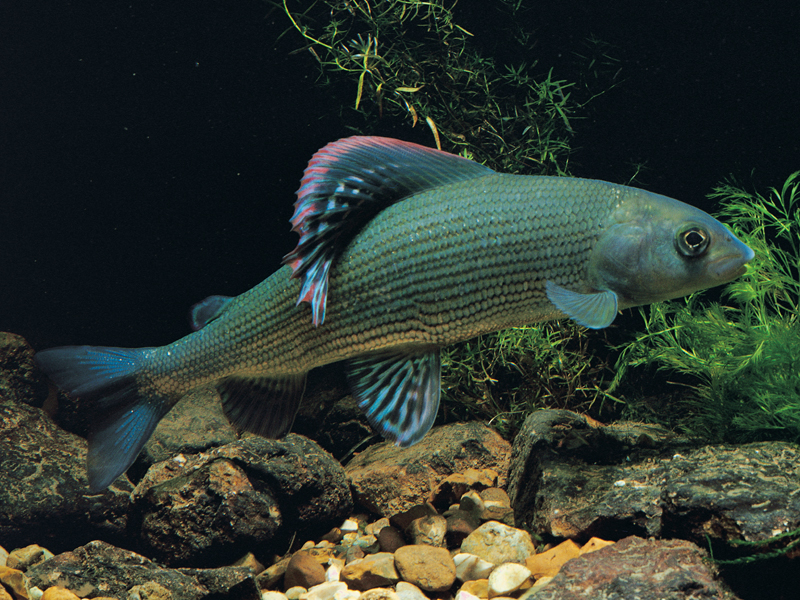 Steckbrief Äsche - BLINKER