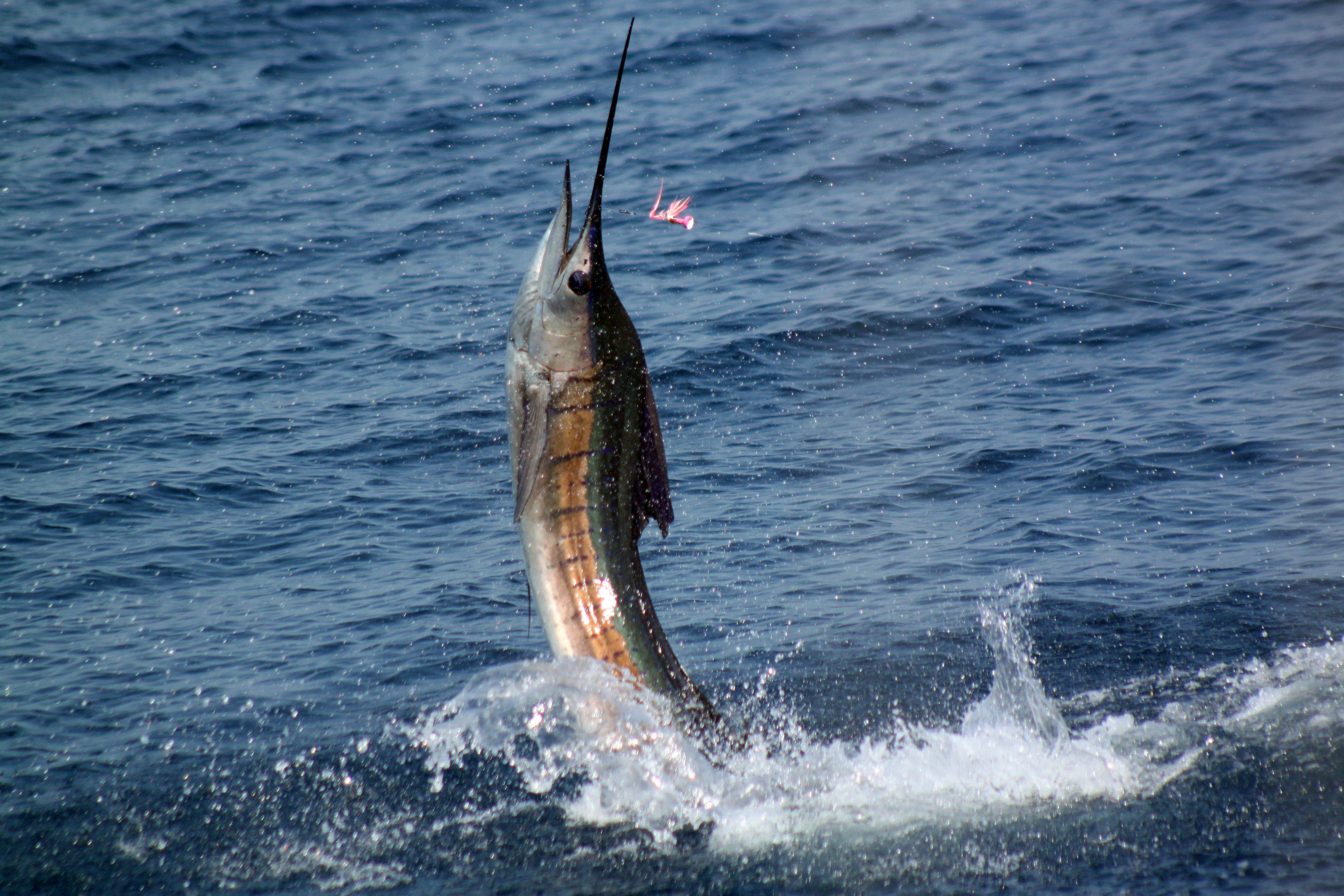46 Segelfische auf Fliege in 5 Tagen - BLINKER