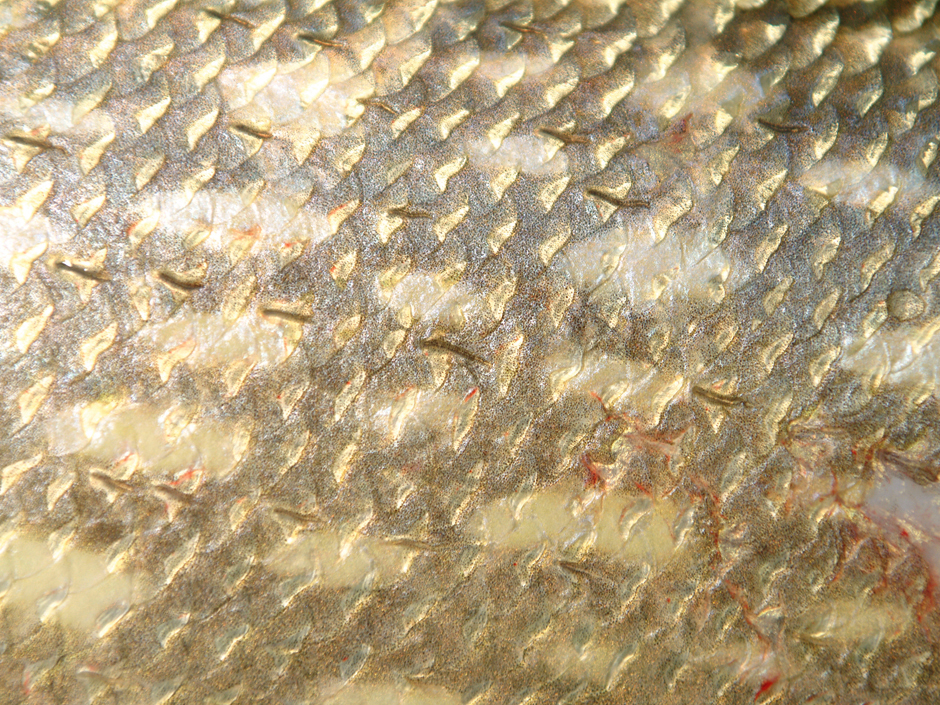 Schuppen-Kunde: Geschuppt sind alle Fische grau - BLINKER