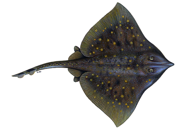 Fast wie Selbstmord - BLINKER