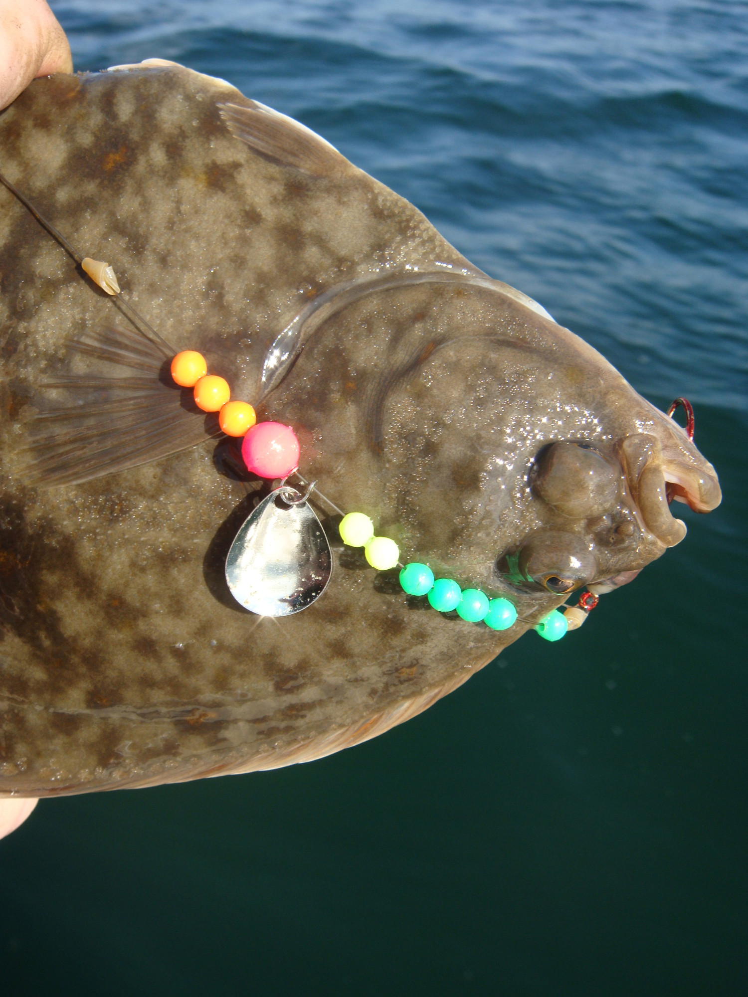 Steckbrief Flunder - BLINKER