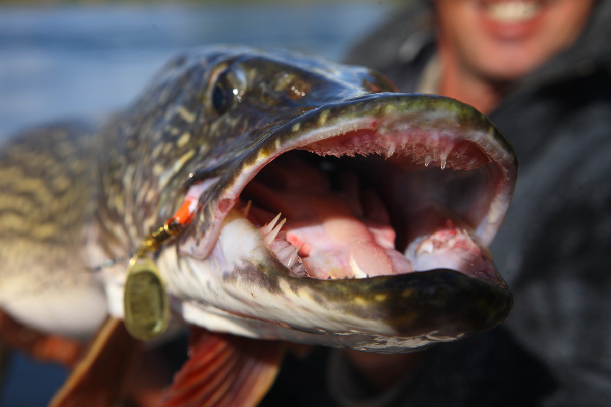 Kapitale Hechte auf Wobbler und Gummi - BLINKER