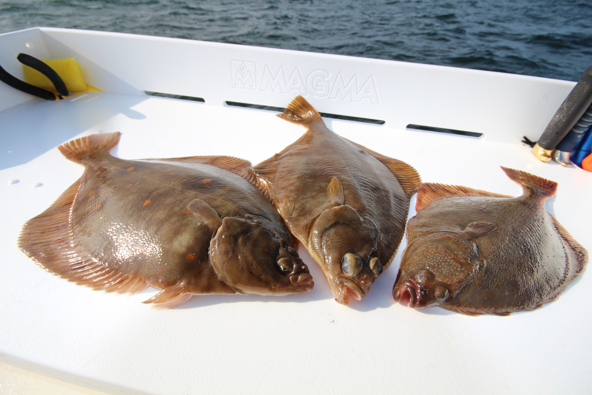 Unterschied Scholle, Flunder & Kliesche: richtig bestimmen!