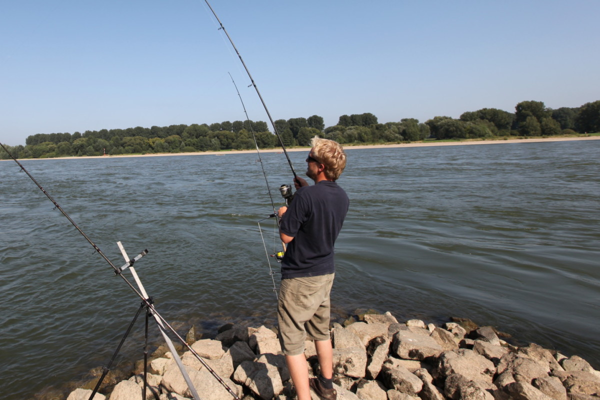 Angeln im Rhein: Enorme Fischvielfalt - BLINKER