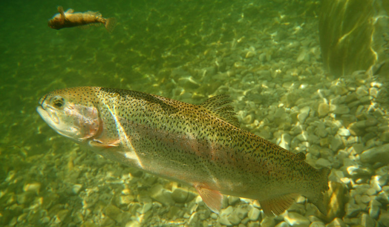 Forellenangeln im Herbst: Goldene Fangstrategie am Forellensee - BLINKER