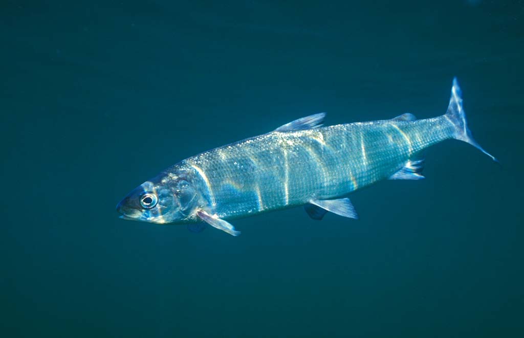 Felchenmast im Bodensee: Fischproduktion steht in Kritik - BLINKER